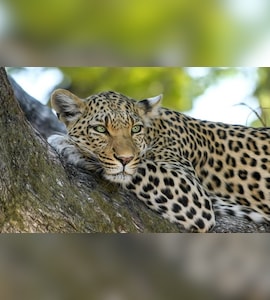 infosys campus leopard