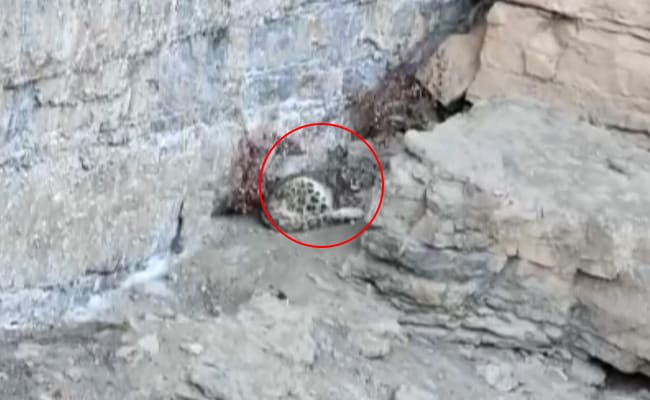 Watch: Rare Spotting Of Snow Leopard Resting In This Himachal Village
