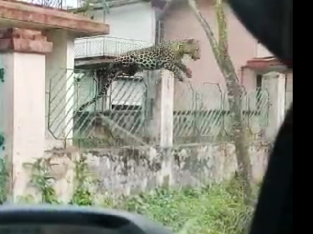 Watch: Leopard Causes Chaos On Assam Campus, Injures 15, Attacks Cars Too