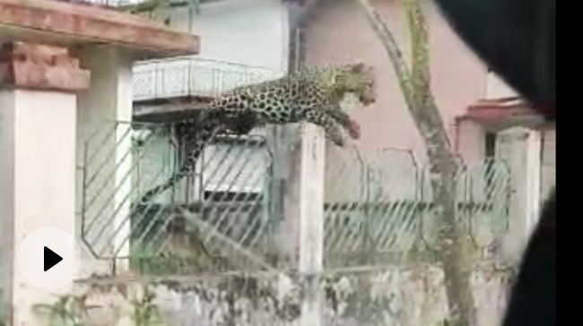 Leopard Attack | Watch: Leopard Causes Chaos On Assam Campus, Injures 15, Attacks Cars Too