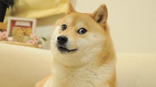 dogebusd
