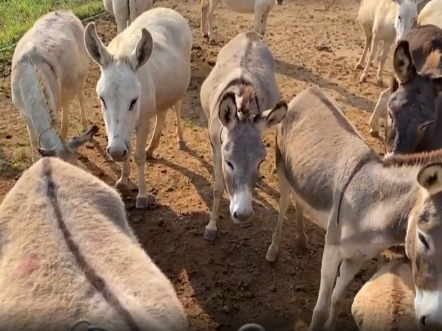 Watch: Telangana's First Donkey Farm