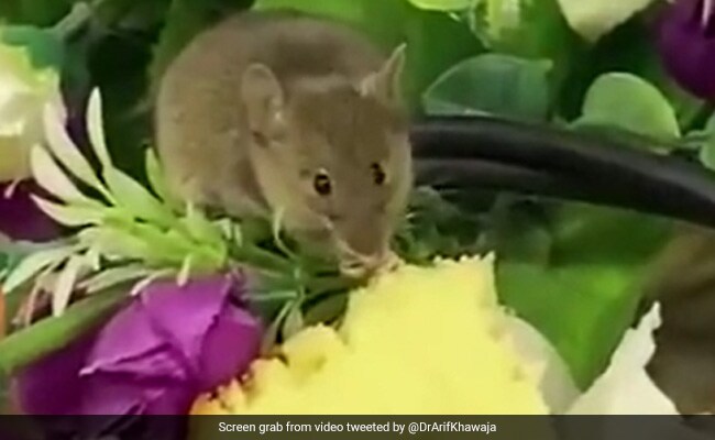 Video Shows Rat Munching On Piece Of Cake Served To People At A Meeting