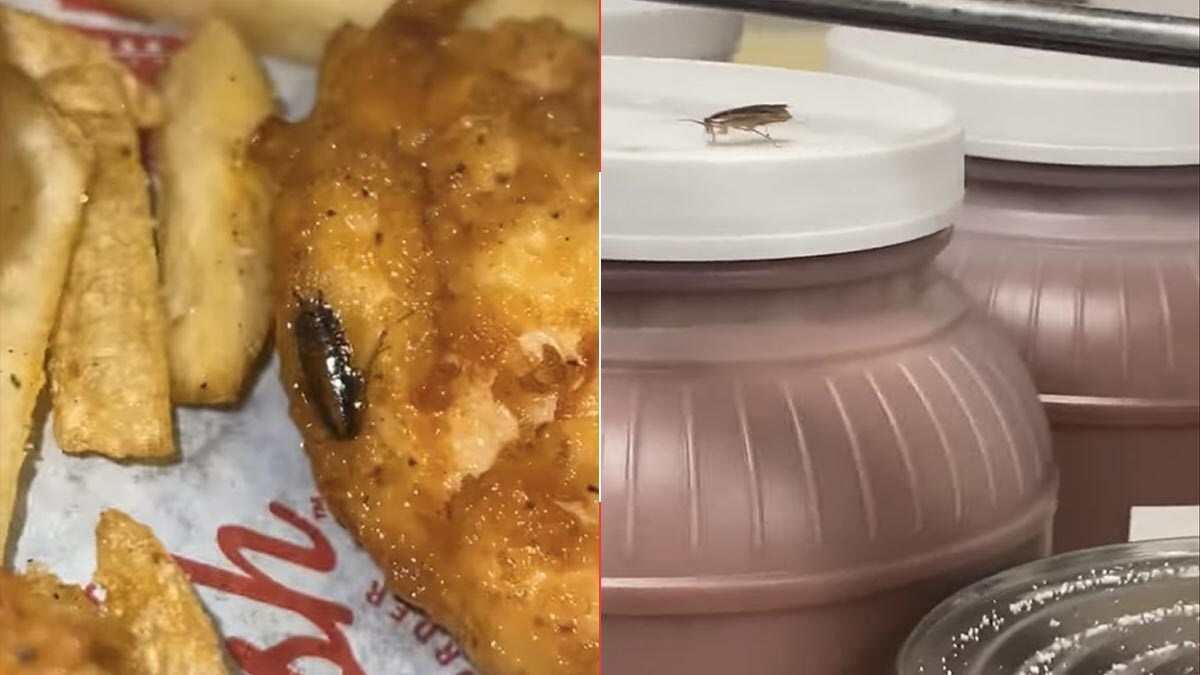 Cockroach | Know All About Cockroach at NDTV Food