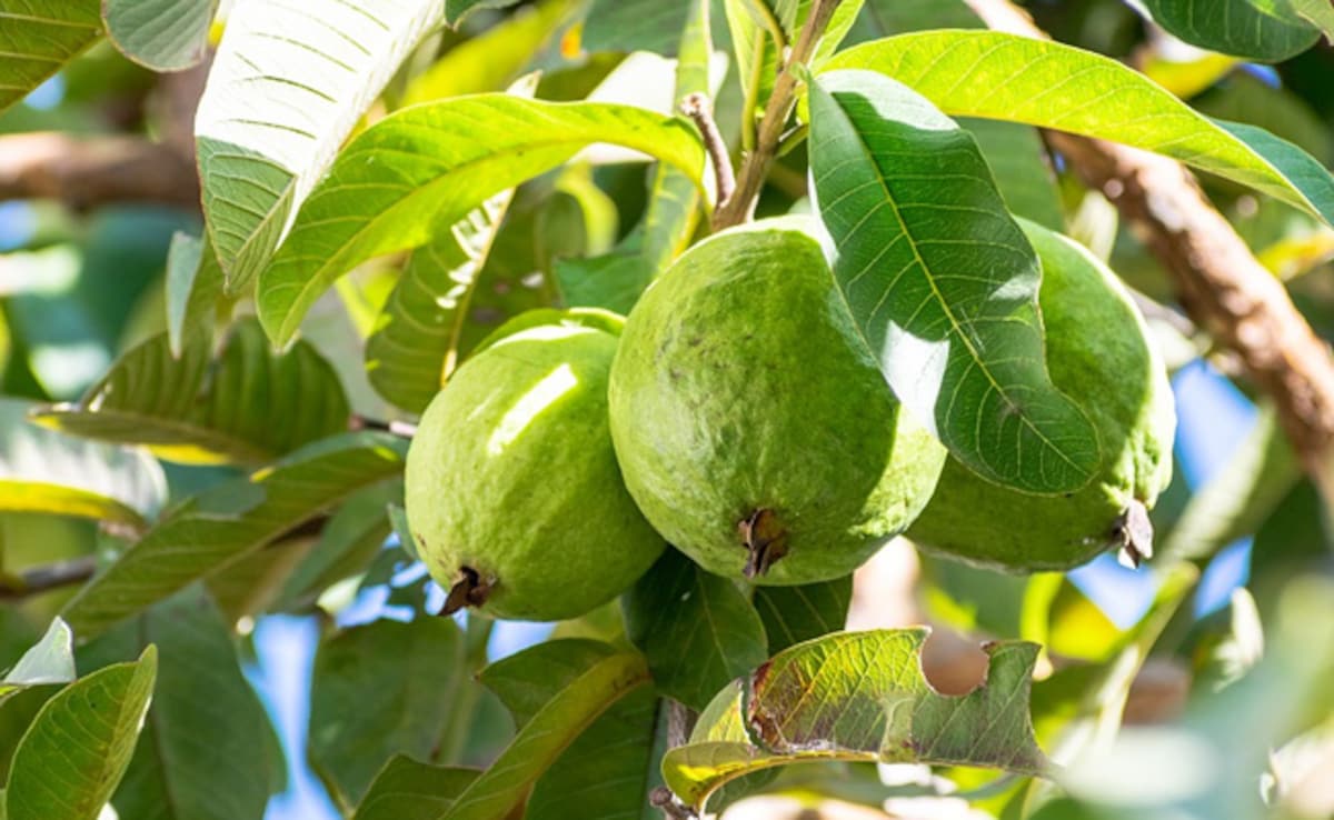 guava tree leaf tea