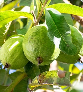 gumamela leaves function