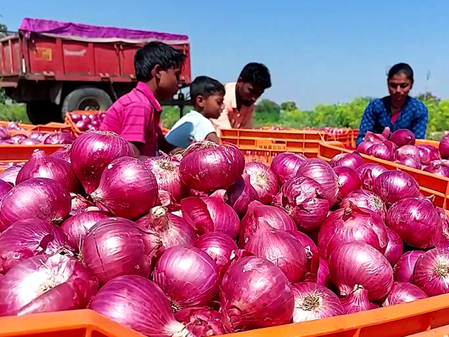 Maharashtra's Onion Price Drop Sparks Big Face-Off In Assembly