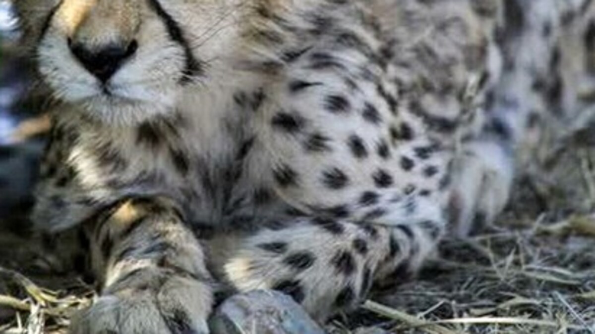 Cheetah Cubs: कूनो में फिर आई खुशियां, नामीबियाई चीता ज्वाला ने तीन ...