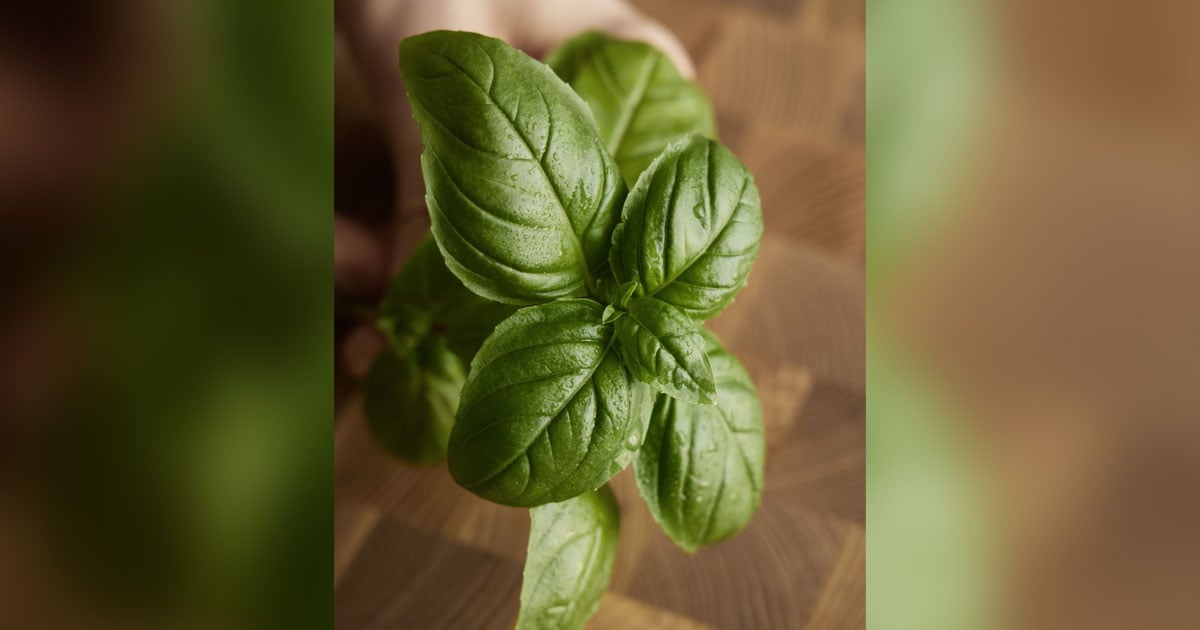 5 Benefits Of Basil You May Not Have Known