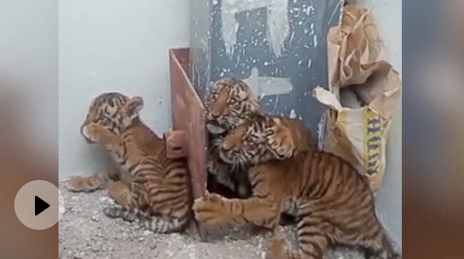 4 Tiger Cubs Rescued In Andhra's Atmakur Forest