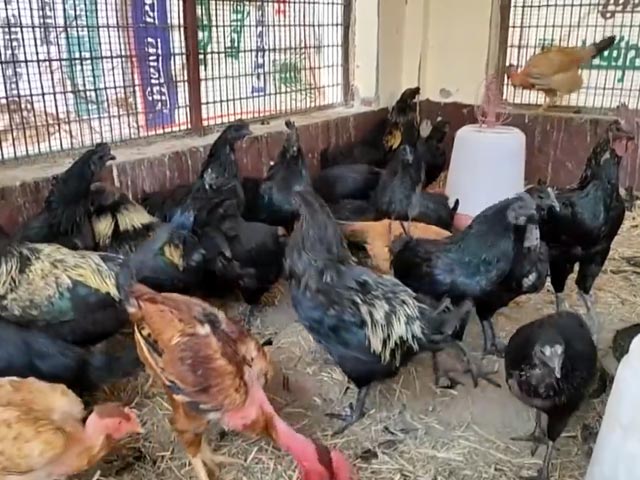 Good News For Poultry Farmers As Famous 'Kadaknath' Chicken In High Demand