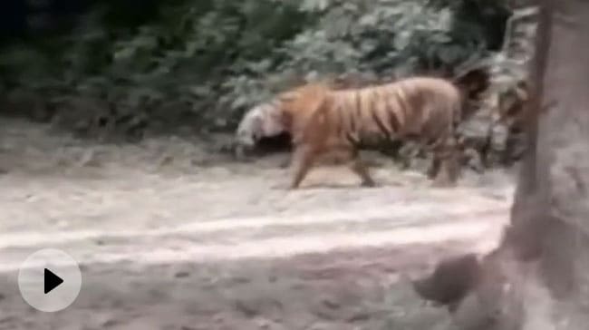 Tigress Reached The Village Leaving Pilibhit Tiger Reserve, Panic Among ...
