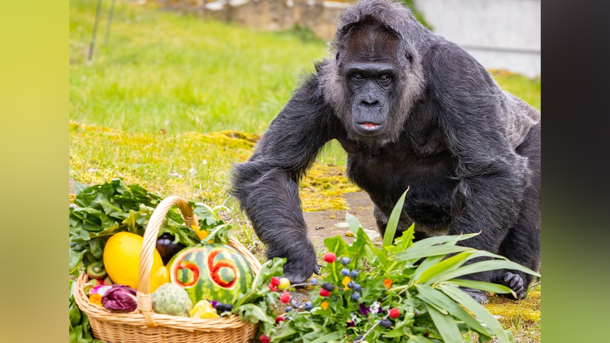 Watch: Worlds Oldest Gorilla Celebrates 66th Birthday With Berries And ...