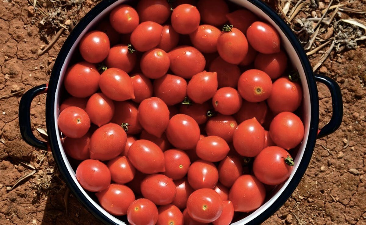Tomato | Know All About Tomato at NDTV Food