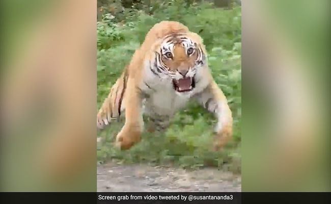 Watch: Angry Tiger Threatens Tourists Who Went On A Safari Ride
