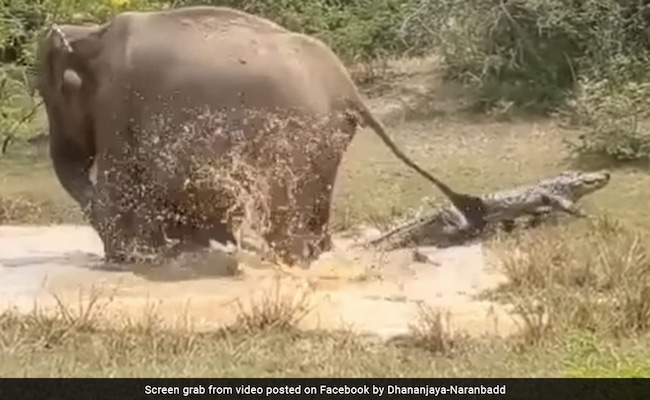 Watch: Mother Elephant Fights Off Crocodile To Save Calf, Forest ...
