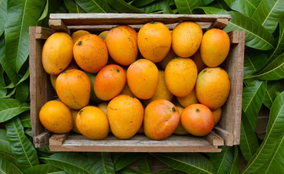 pune Mango Festival 2025 Maharashtra State Agricultural Marketing Board ...