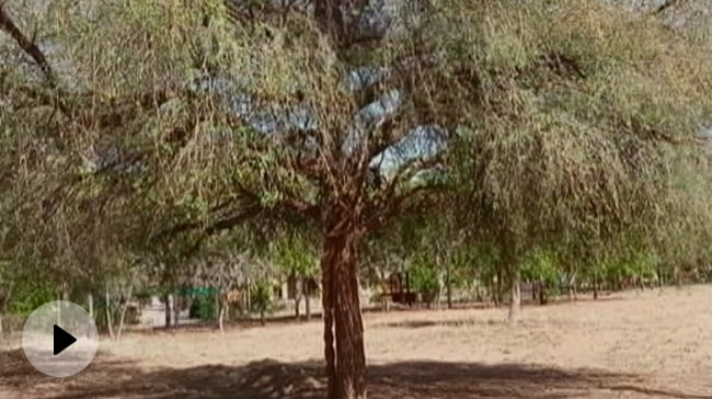 Sangri Is The Identity Of Rajasthan, Insects Are Appearing In The Trees