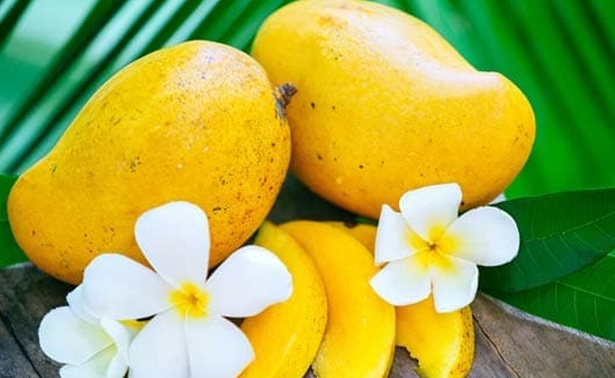 Mango Varieties In Cuba