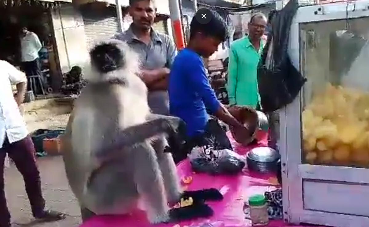Monkey Eats Puri | Know All About Monkey Eats Puri at NDTV Food