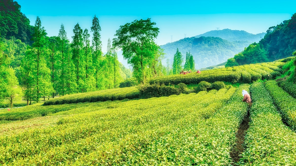 A Tea Lovers Paradise: Top 10 Tea Estate Destinations To Explore In ...