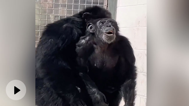 Video Shows Touching Moment When Caged Chimp Sees Sky For The First Time