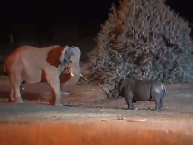 Video Of Fierce Fight Between Elephant And Rhino Goes Viral