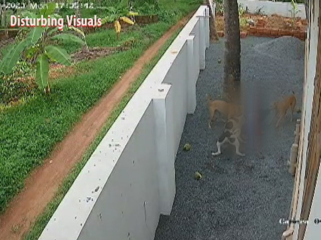 On CCTV Camera: 3 Stray Dogs Maul 8-Year-Old At Her Home In Kerala