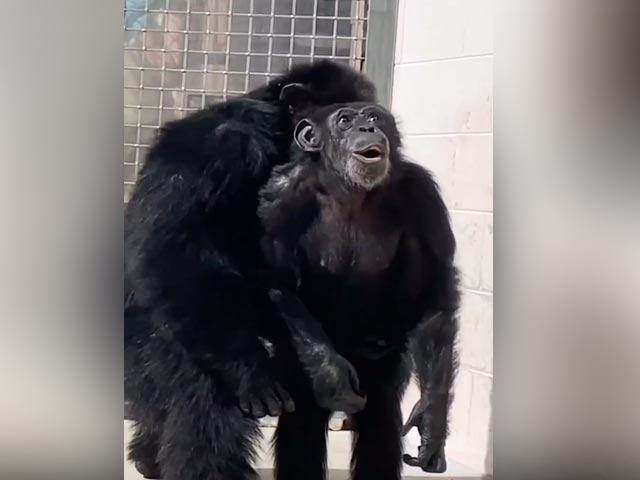 Video Shows Touching Moment When Caged Chimp Sees Sky For The First Time