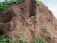 Can You Find Hidden Lizard Or Chipkali In This Optical Illusion Puzzle ...