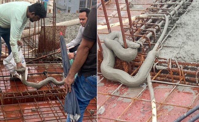Video: Indian Rock Python Rescued From 13th Floor Of A Tower In Mumbai