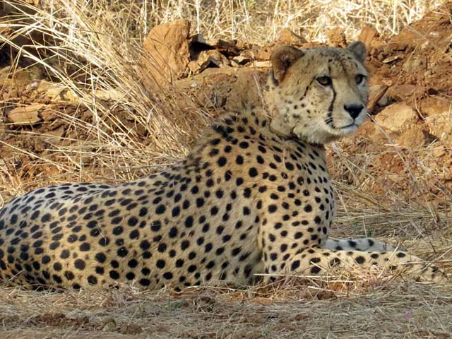 Radio Collars Of 6 Cheetahs Removed For Medical Exam In Kuno National Park