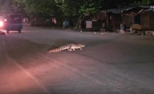 Video: Not Florida, This Is Rajasthan. And That's A Crocodile On The Road