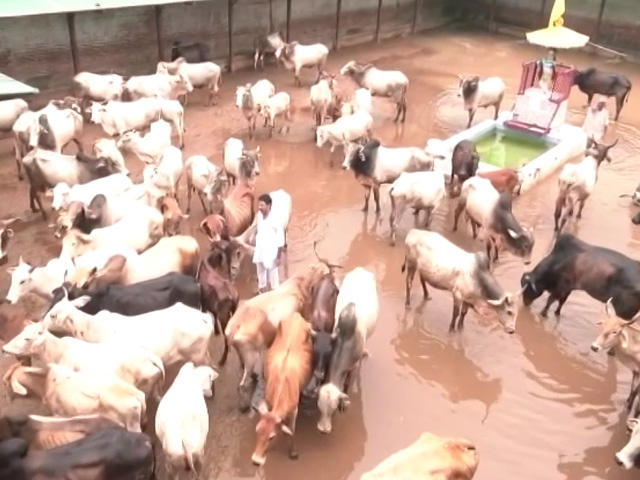 Ground Report: Inside A Delhi Cow-Shelter As Yamuna Level Reaches All ...