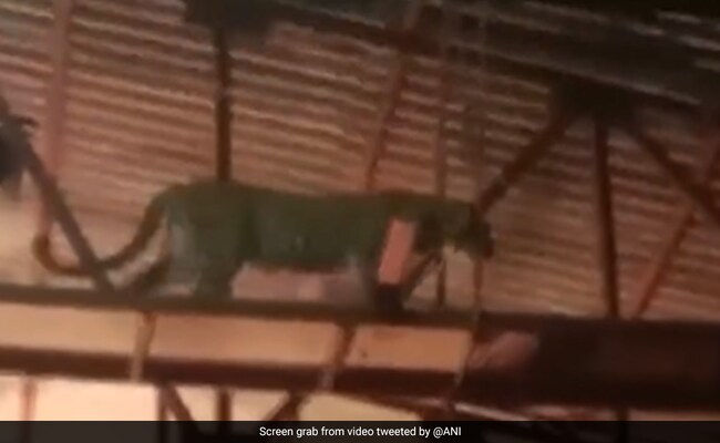 Viral Video: Leopard Enters Set Of TV Serial In Mumbai With 200 Present