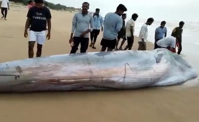 Watch: Blue Whale Washes Ashore In Rain-Hit Andhra Pradesh