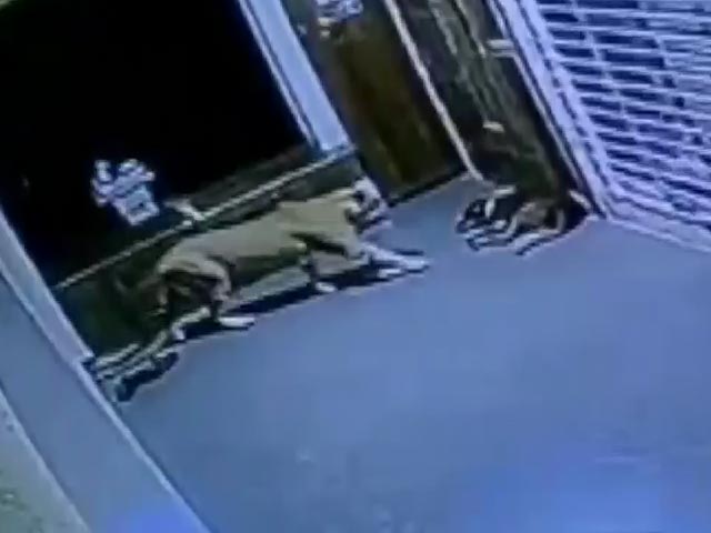 Video: Dogs Chase Away Leopard In Maharashtra's Nashik