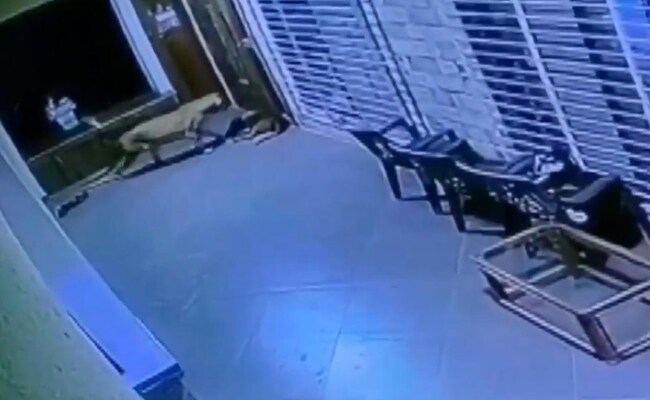 Watch: Dogs Chase Away Leopard Outside Home In Maharashtra's Nashik