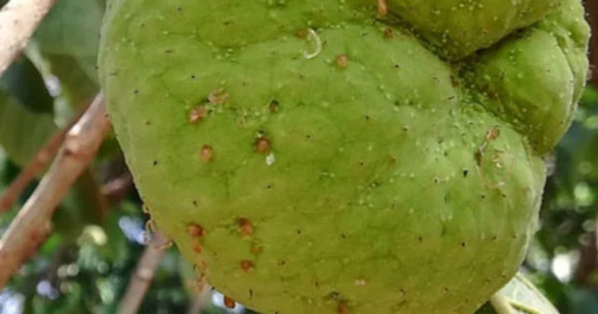 बड़हल का फल इस बीमारी में है रामबाण, यहां जानिए उसका नाम