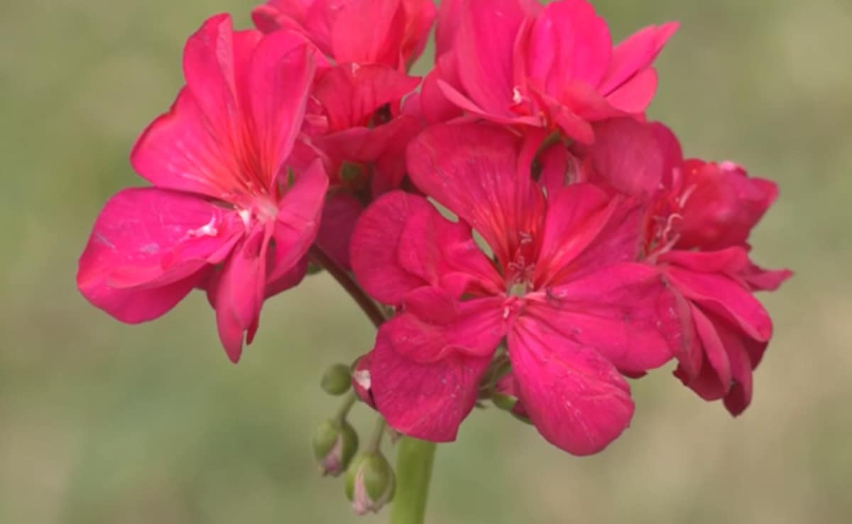 Gardening tips : मानसून में लगाएं ये 5 पौधे, फूलों से खिल और महक उठेगी ...