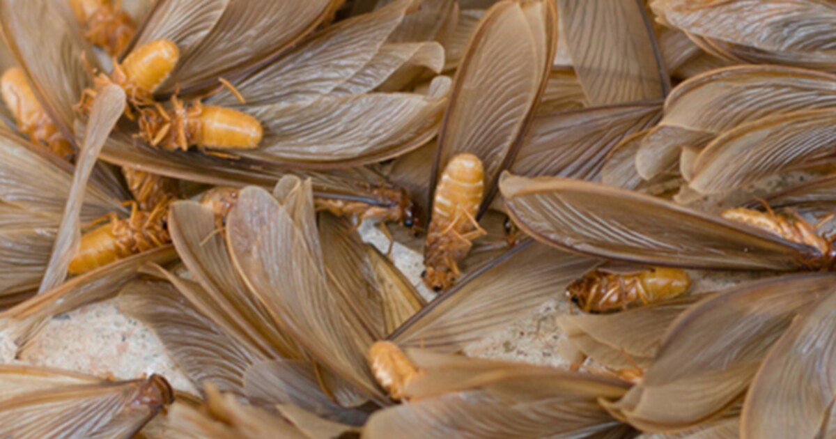 बरसात के कीड़े भगाने के लिए करें ये काम