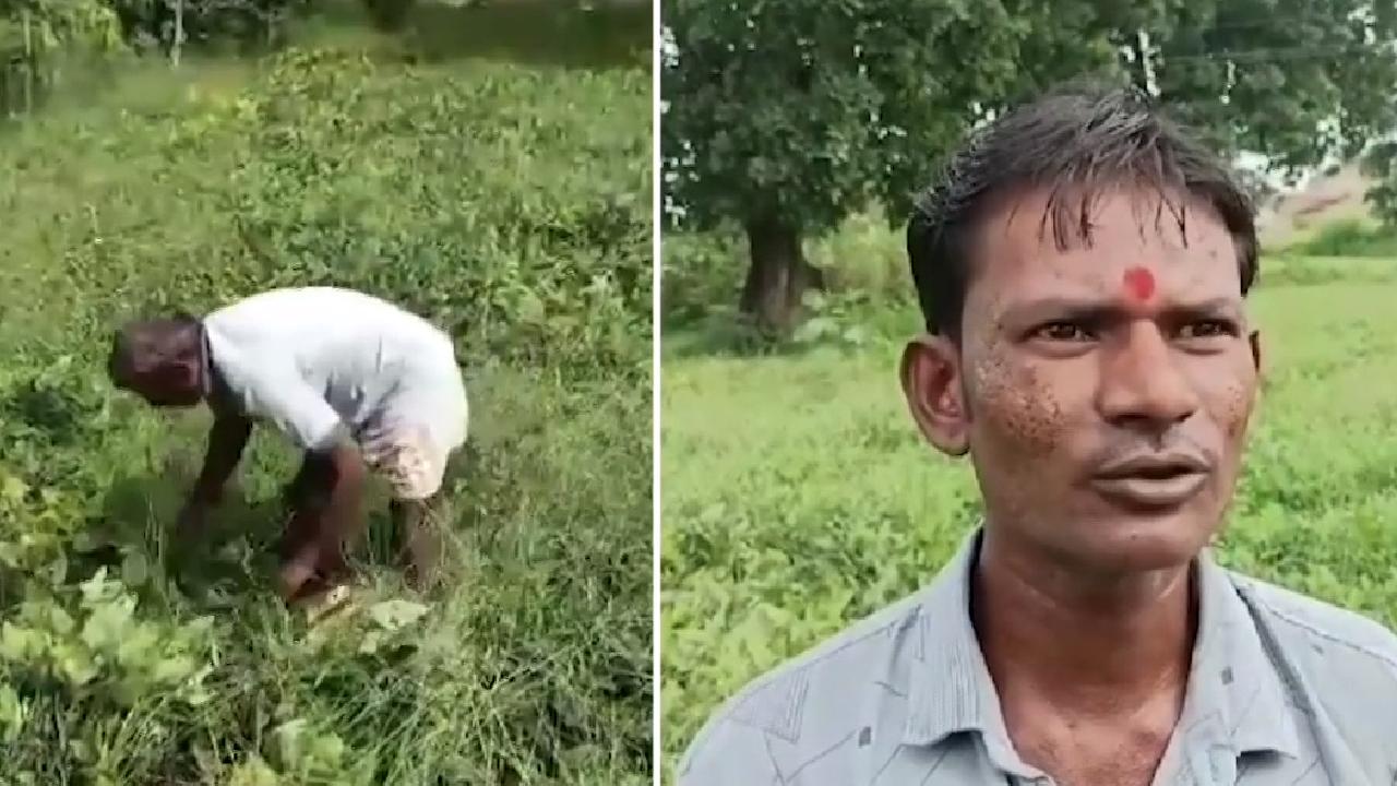 Madhya Pradesh के Niwari में बारिश से बर्बाद हुई किसानों की फसलें