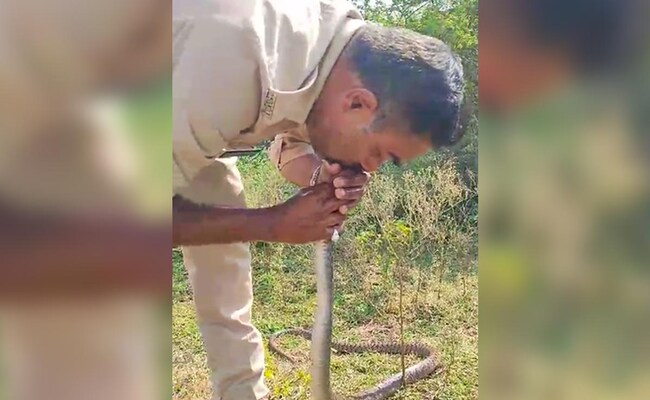 On Camera, Cop Tries To Save Snake's Life By "Giving It CPR"