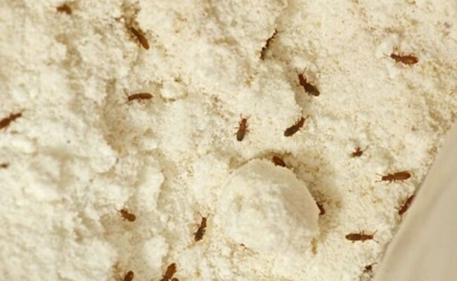 How To Get Rid Of Rice Bugs Naturally, Why Put Bay Leaves In Rice - अब ...