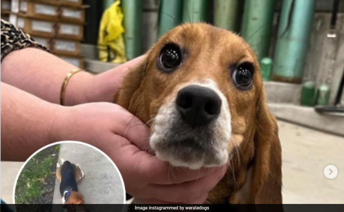 Viral Video: Rescued Lab Dog Takes First Precious Steps To Freedom