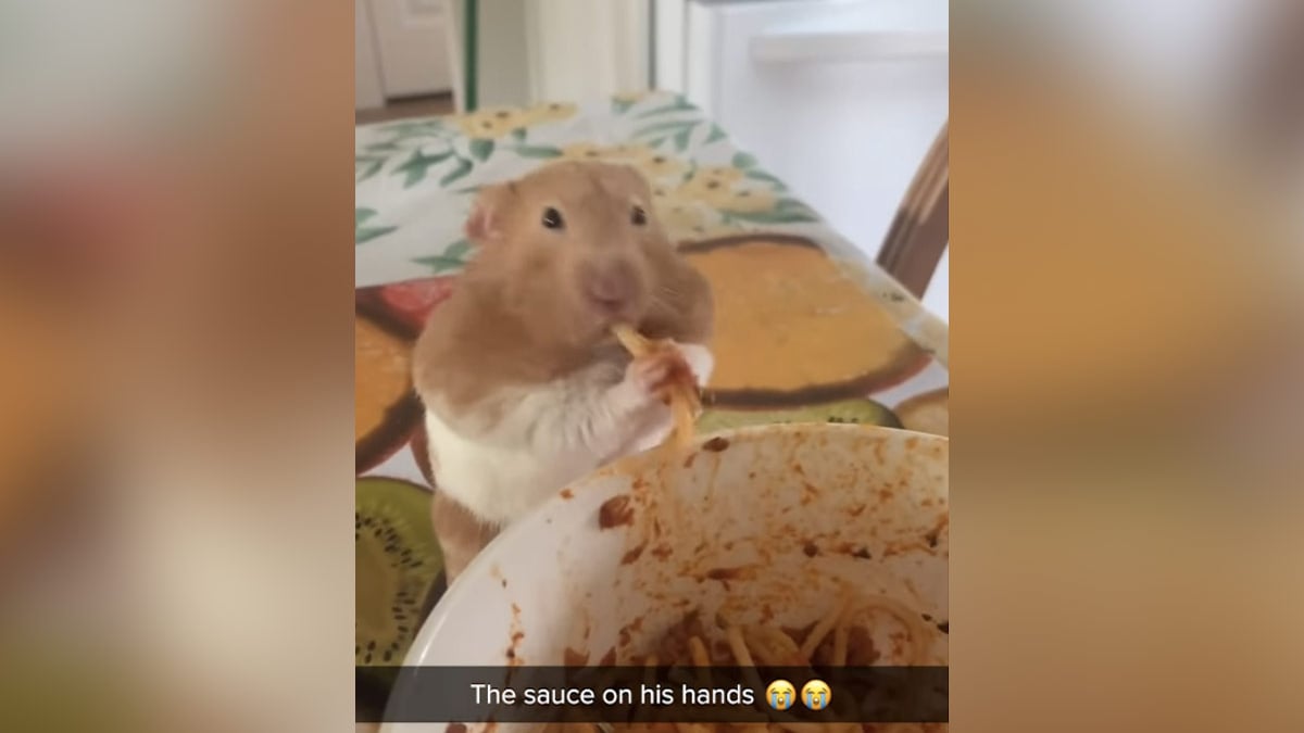 Viral Video: Hamsters Spaghetti Eating Skill Is Too Good (And Cute) To ...