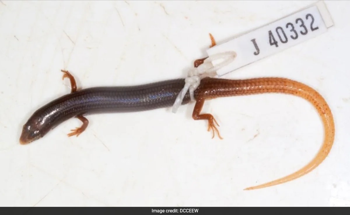Lizard Not Seen In 40 Years In Australia Rediscovered In Queensland