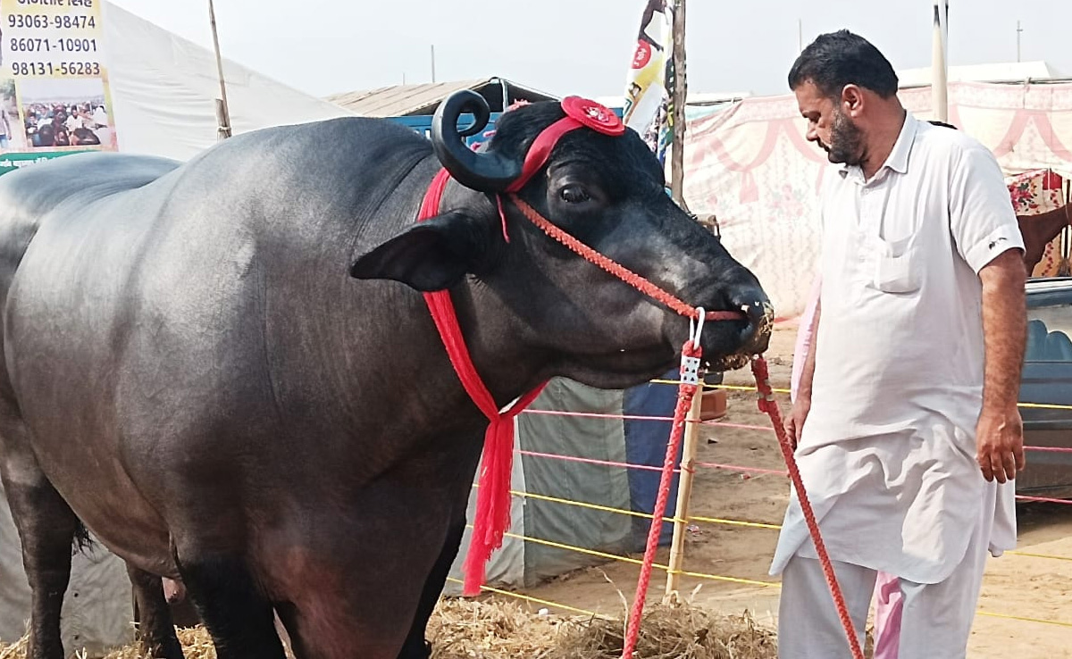 पुष्कर पशु मेले में पहुंचा 11 करोड़ का भैंसा, वजन 1570 किलो, रोज की ...