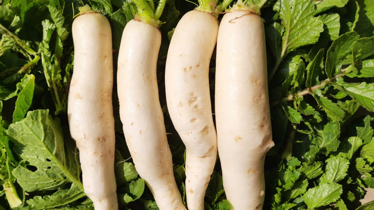 How To Store Radishes: 2 दिन भी फ्रेश नहीं रहती मूली! ऐसे करें स्टोर ...