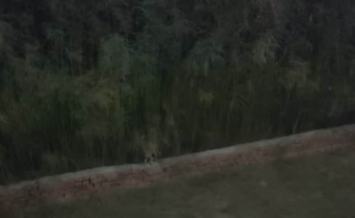 UP Boy's Mutilated Body Found In Bushes Hours After Taken Away By Leopard